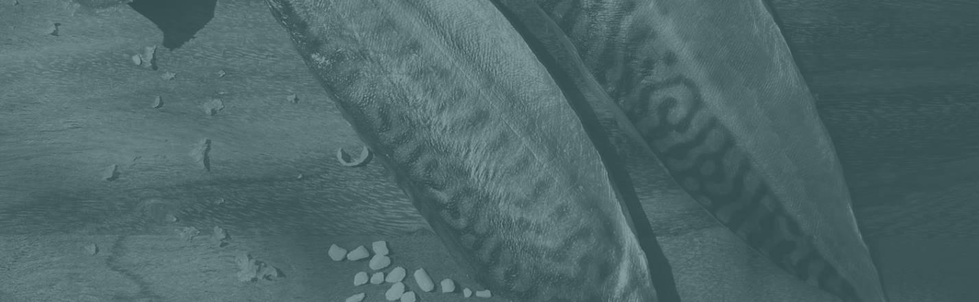 Sappia - Restaurant Toulon